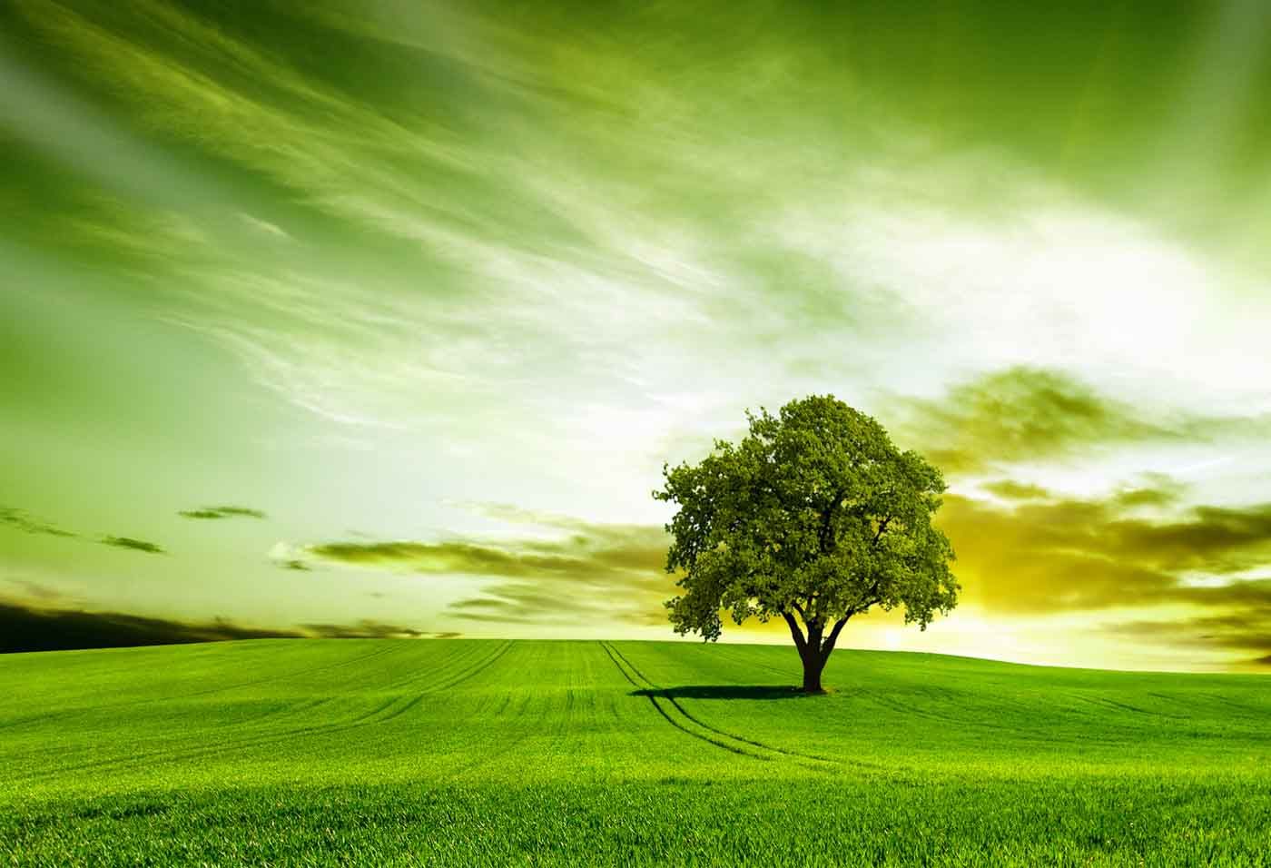 Endless Human Desires - 4 Levels of the Desire Tree