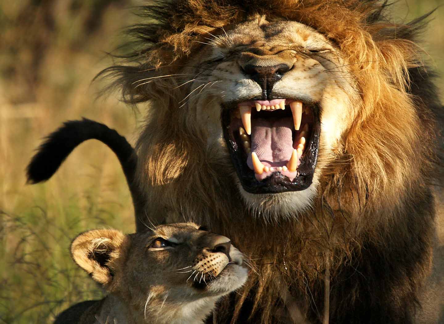 Why People Shout in Anger - Can You Control Anger Outburst