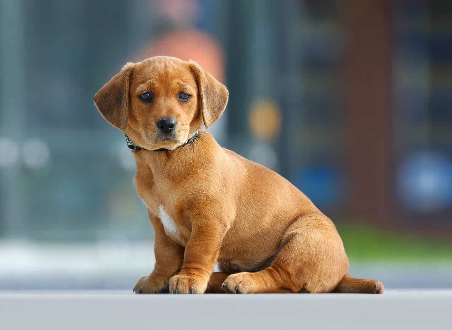 The Cobbler, the Dog and God in Spirituality - os.me - A Spiritual Home