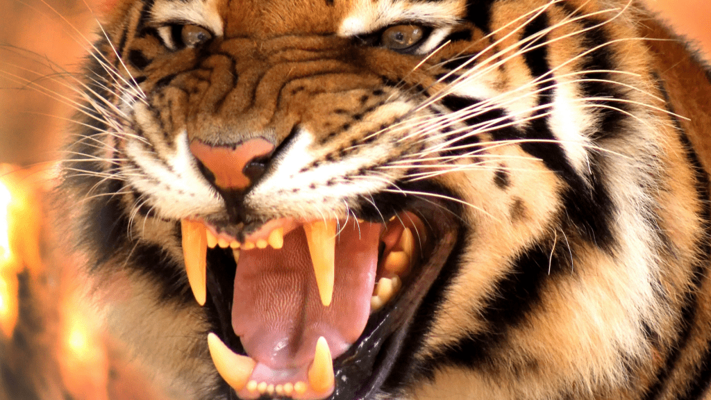 29 Articles about Anger Management